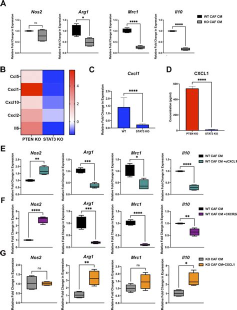 Stat3 Signaling In Cancer Associated Fibroblasts Cafs Promote An