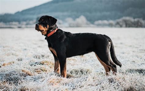 견종 나누는 7가지 방법 단순히 크기로 나누지 않아요 비마이펫 라이프
