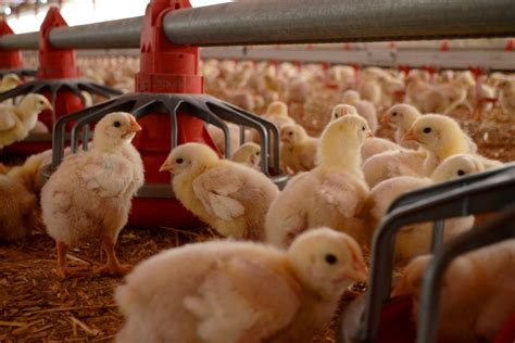 Inicia 2023 Sin Focos Activos De Influenza Aviar Ah5n1 En El País