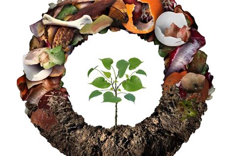 What Is Composting And Why Should I Care Marlo Hydroponic Skincare