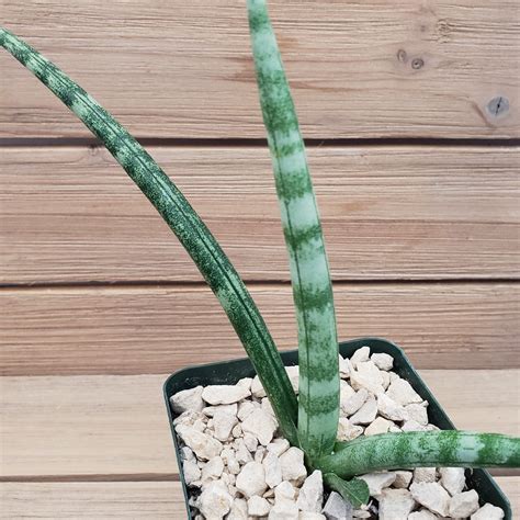 African Spear Plant Sansevieria Cylindrica Shop Online Fast Delivery Planet Desert