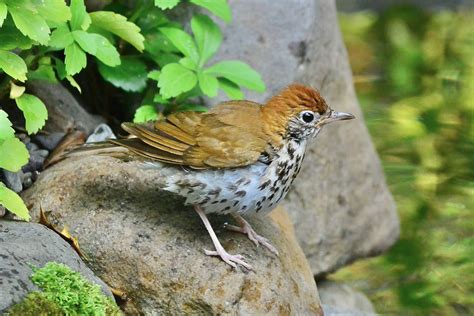Ebird Checklist 18 Jul 2023 My Yard 7 Species