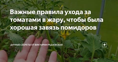 Важные правила ухода за томатами в жару чтобы была хорошая завязь помидоров Виктория