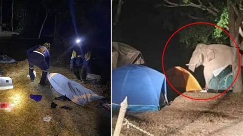 អ្នក ចូលចិត្ត ដើរ ព្រៃ ប្រយ័ត្ន ដំរី ព្រៃ ១ ក្បាល លុកលុយ ជាន់ កម្ទេច