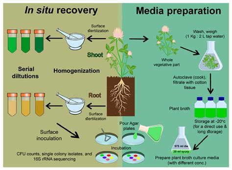 Broth Culture Vs Agar Culture At Peter Price Blog