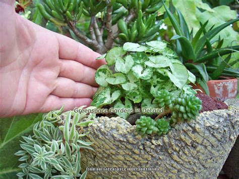 Truly Dwarf Mini Pixie Syngonium