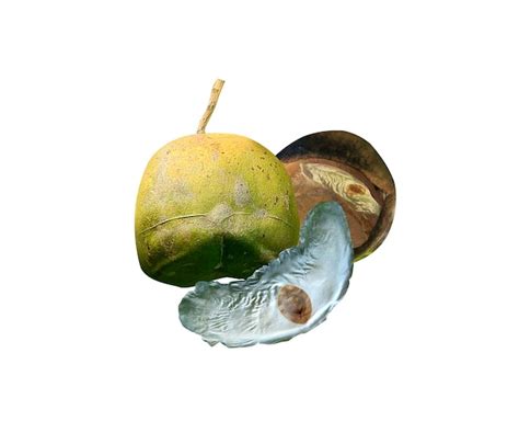 Premium Photo Alsomitra Macrocarpa Or The Javan Cucumber Is A