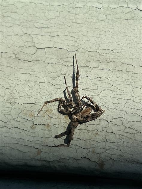 Squashed Spider In Los Angeles Ca What Breed Is This Abdomen