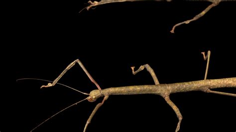 Where Do Stick Insects Live Map