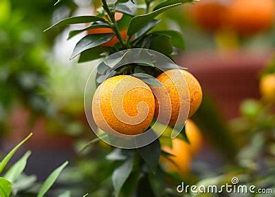 Citrus Myrtifolia Chinotto Or Myrtle Leaved Orange Tree Close Up