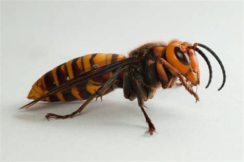 Fear Not Colorado ‘murder Hornets Shouldnt Be Your Concern
