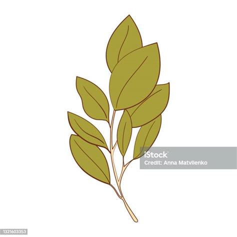白い背景に孤立した葉を持つ線ベクトル植物イラストツリー枝手描きの落書きハーブ要素春と夏のカラフルな植物のベクトルをラインアートまたは