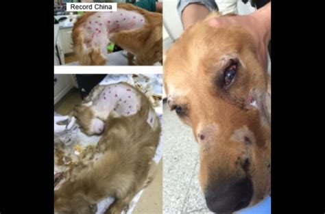 飼い主からの虐待を受けひとり彷徨っていた犬が、警察署に迷い込み、その後、安心で安全な場所を手に入れる Petfun 動物やペットに