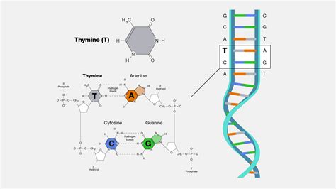 Thymine And Cytosine