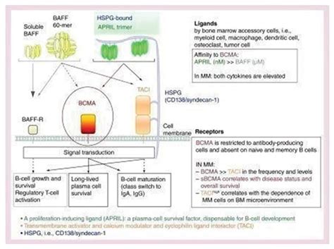 Belantamab Mafodotin Advancing Treatment Paradigms In Relapsed