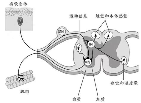 解剖·脊髓·脊神经·本体感觉·感觉神经·运动神经