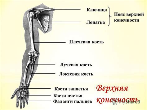 Презентация на тему Опорно двигательная система человека Строение
