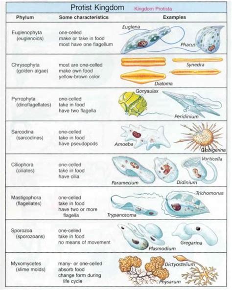 Taxonomy Kingdom Protista Thaigoodviewcom Knowledge For Thai Teaching