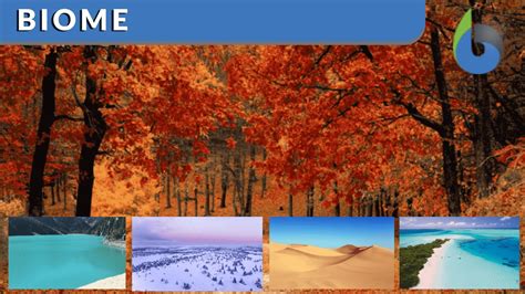 Biome Examples