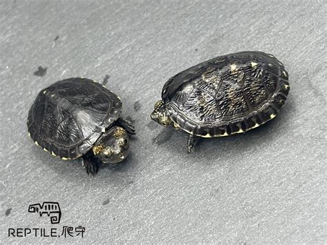 白唇泥龜 爬守 Reptile爬蟲館