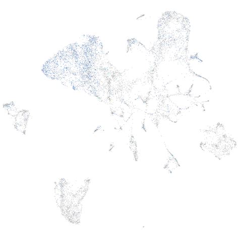 Pgm2 Endoderm Daniocell