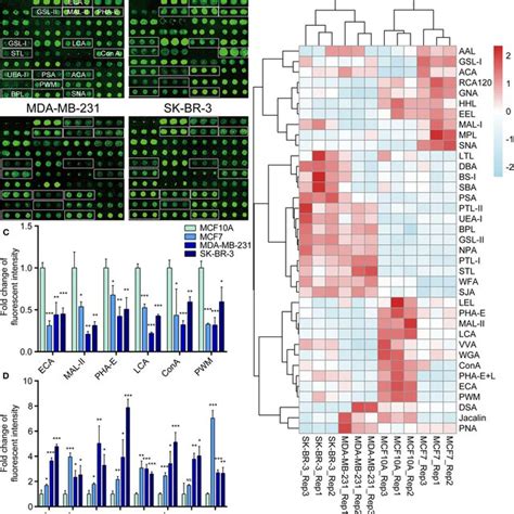 Variation Of Glycan Pattern Recognized By Lectin Microarrays A