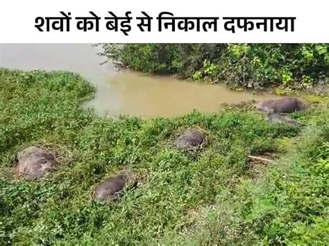 25 Buffaloes Found Dead Flood Affected Area Of Dasuha दसूहा के बाढ़ प्रभावित क्षेत्र में मृत