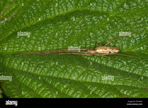 Long Jawed Spider Long Jawed Orb Weaver Tetragnatha Montana Sitting