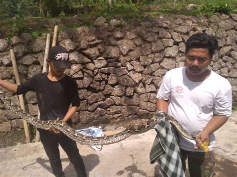 Mengenal 13 Jenis Ular Piton Di Indonesia
