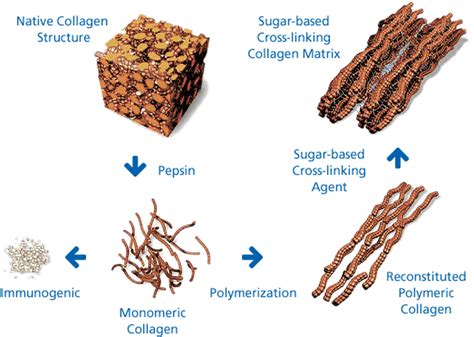 Bone Matrix Collagen