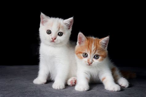 검은 색 배경에 앉아 스코틀랜드 접이식 고양이 집에 소파에 두 개의 흰색 새끼 고양이 0명에 대한 스톡 사진 및 기타 이미지