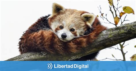 Cuáles Son Las Características De Un Panda Rojo