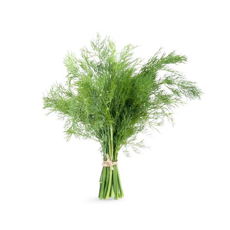 Marar Cal 1 Legatura Bocado