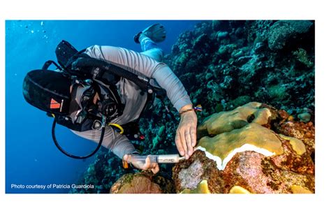 Coral Reef How Divers Are Using Antibiotics To Save Sick Corals