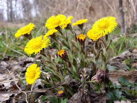 Plant World: Tussilago farfara