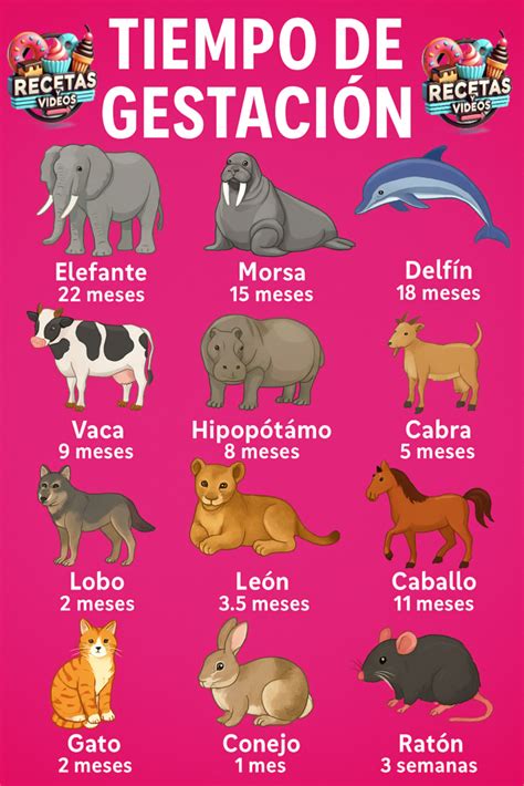 Aquí Algunos Ejemplos De Períodos De Gestación Largos En Diversas