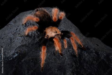 Brachypelma Boehmei Also Known As The Mexican Fireleg Or The Mexican