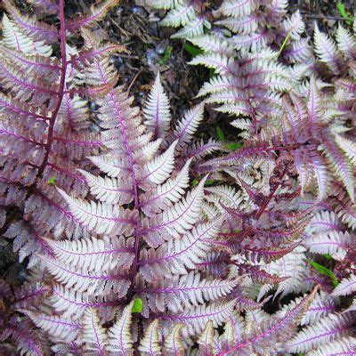 Кочедыжник ниппонский Урсулас Ред | Fern seeds, Japanese painted fern ...