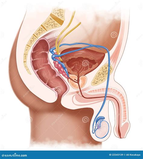 Male Reproductive System Human Internal Organ Anatomy Vector