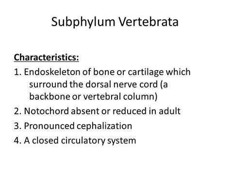 Subphylum Vertebrata