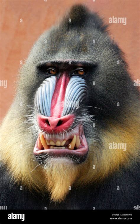 Mandrill Mandrillus Sphinx Stock Photo Alamy