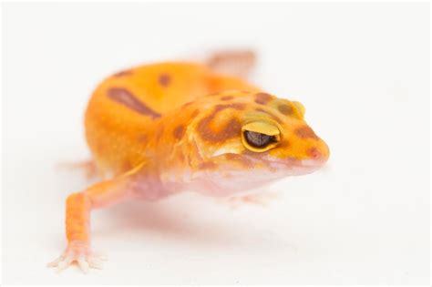 표범 도마뱀 붙이 Eublepharis Macularius 흰색 배경에 고립 된 Tremper 흰둥이 프리미엄 사진