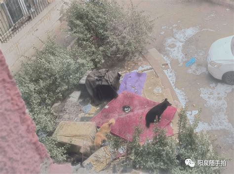 这个小区有8条流浪狗居民社区绿化带