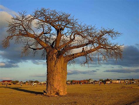 Beyond Wildlife The Baobab Tree