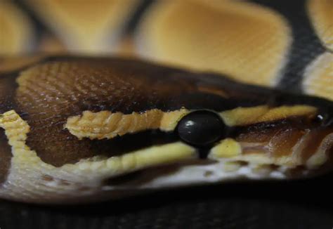 Can Ball Pythons Hear ReptileStartUp