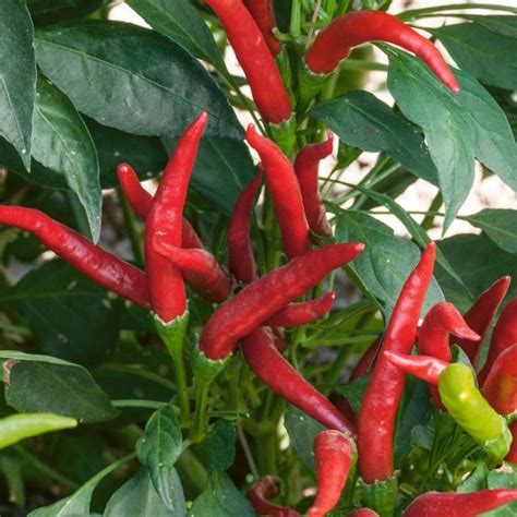 Chilli Thai Hot