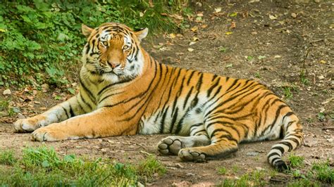 Top 10 Most Endangered Species In India Bengal Tiger Snow Leopard