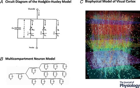Simulations Of Cortical Networks Using Spatially Extended Conductance‐based Neuronal Models