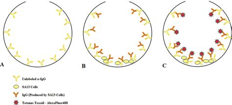 Antigen Specific Coating Schematic Of The Coating Developed To Capture