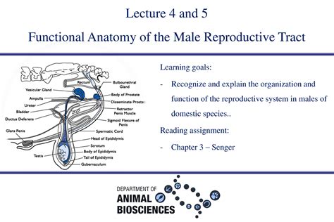 20 01 13and15 Lectures 4 And 5 Functional Anatomy Of The Male Reproductive Tract Learning